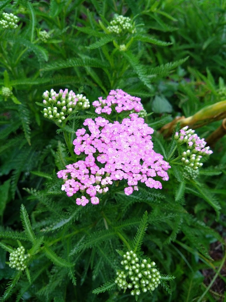 雨期の花 ノコギリソウ: つれづれなるままに