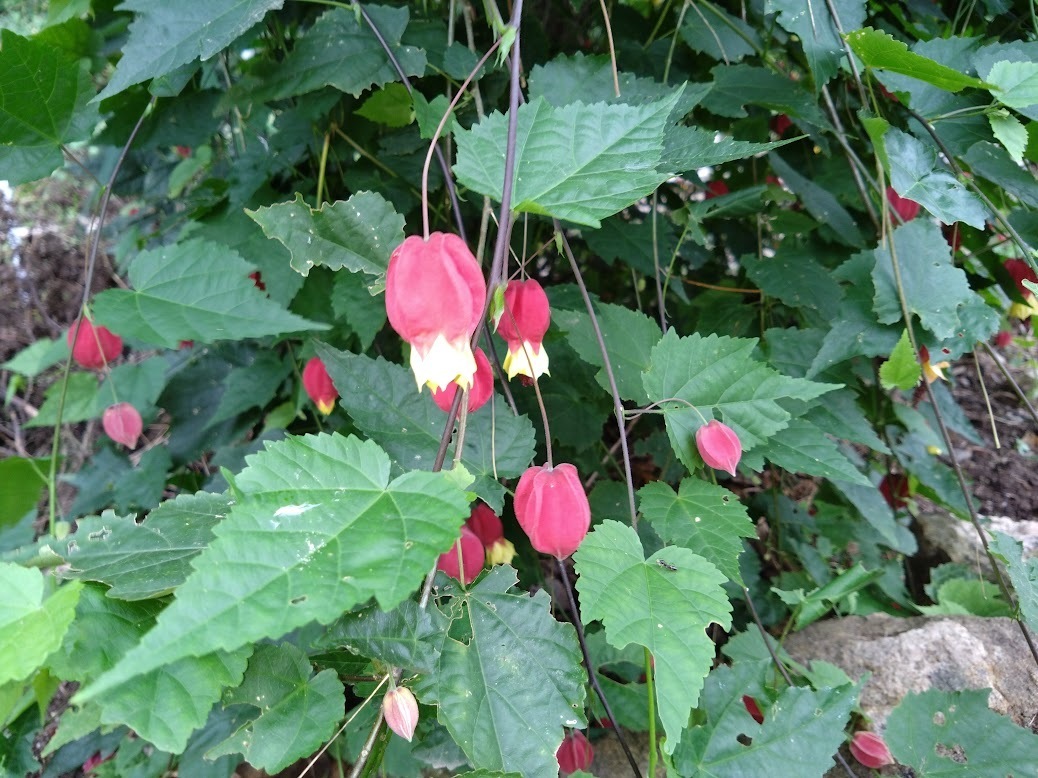 チロリアンランプ: つれづれなるままに