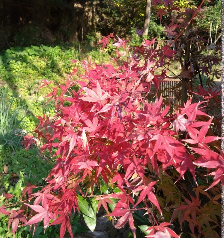 我が家にも紅葉がやってきた: つれづれなるままに