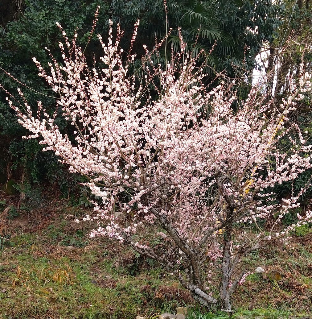 我が家の庭は春爛漫: つれづれなるままに